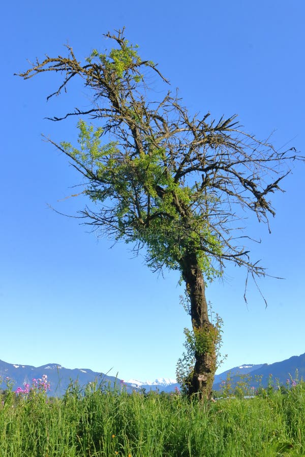 Vertical View of Dying Tree Stock Photo - Image of view, clear: 248679104