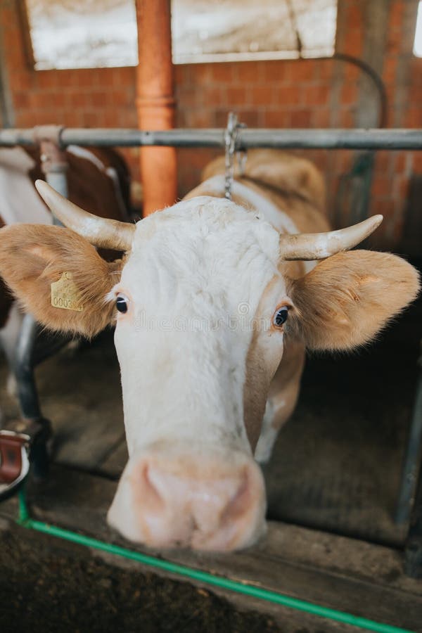 Vertical Portrait of a Domestic Bull in a Barn Stock Image - Image of ...
