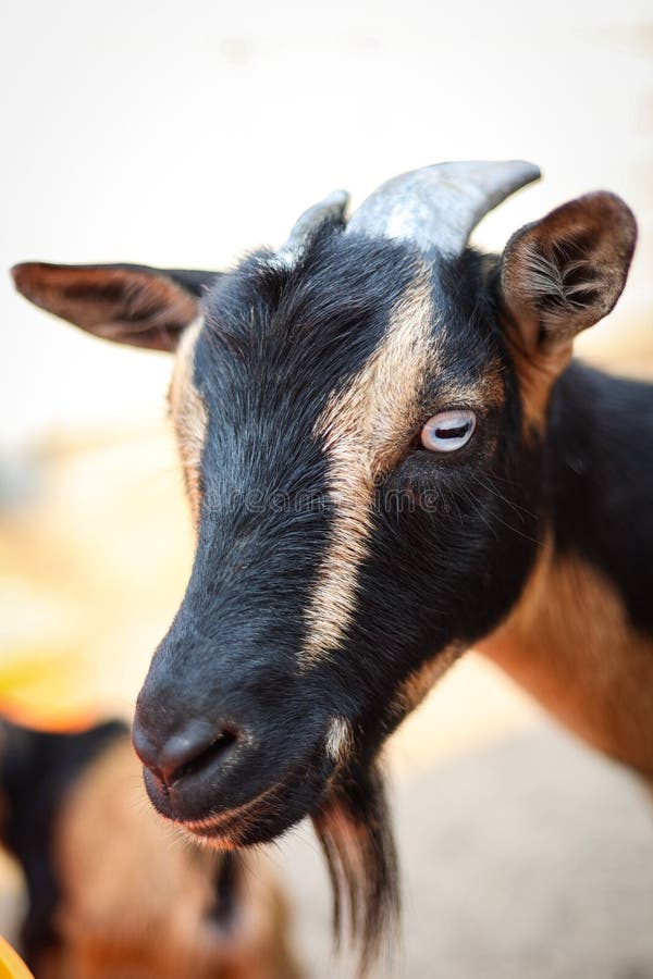 Vertical Portrait of a Domestic Goat on a Farm Stock Photo - Image of ...