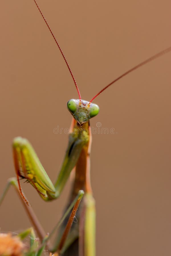 Vertical Portrait of an European Mantis Stock Image - Image of small ...