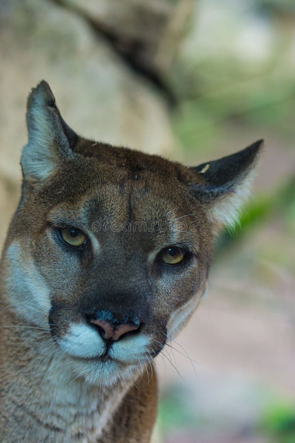 390 Vertical Panther Photos Stock Photos - Free & Royalty-Free Stock ...