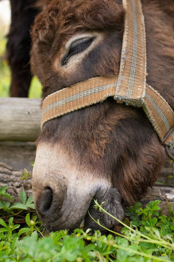 Vertical Portrait of a Funny Pyrenean Donkey Eating Grass Behind the ... Vertical Portrait of a Funny Pyrenean Donkey Eating Grass Behind the ...