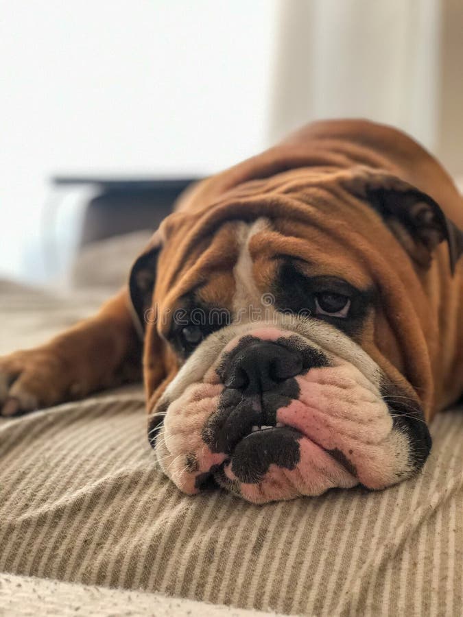 Vertical Portrait of a Lazy Bulldog Lying Indoors Stock Photo - Image ...
