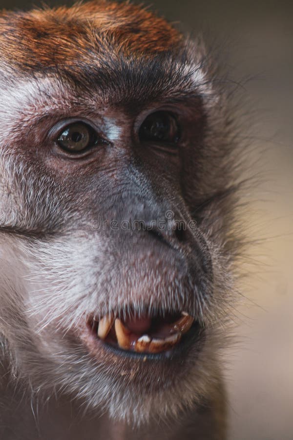 Vertical Portrait of a Macaque Monkey Stock Image - Image of animals ...