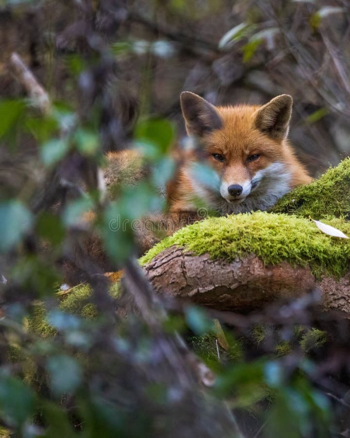 Vertical Portrait of a Middle Russian Fox Hiding in the Woods Stock ...