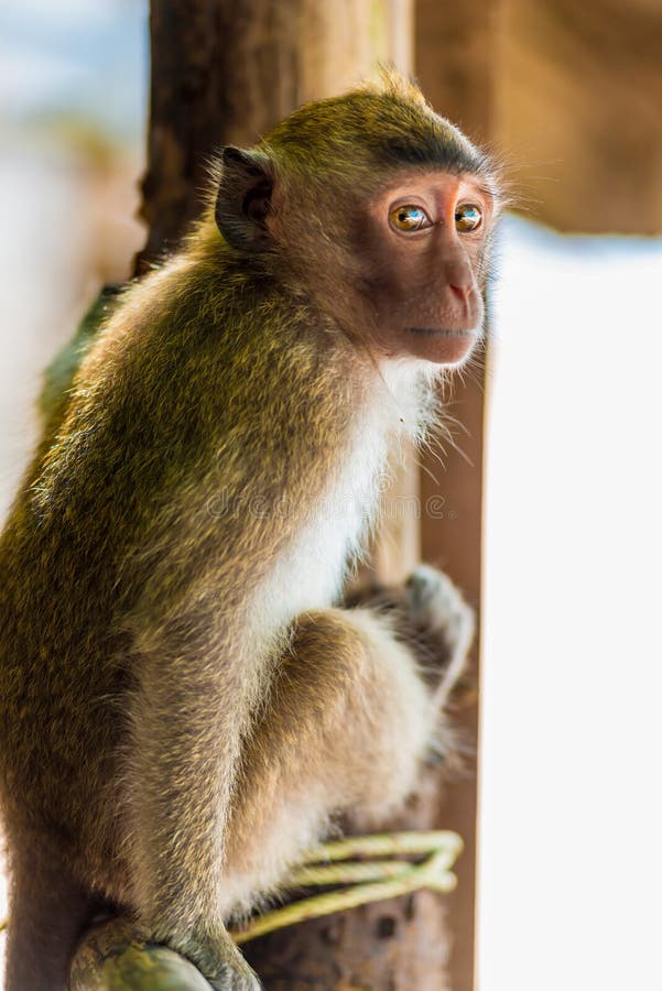 Vertical Portrait of a Monkey Stock Photo - Image of macaque, primate ...