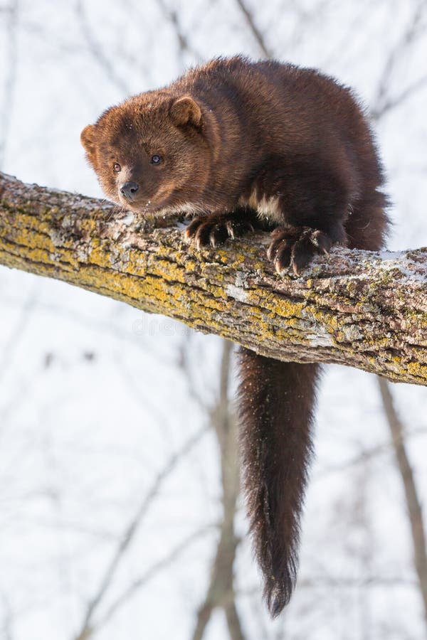 Fisher profile stock photo. Image of autumn, copy, profile - 21377728