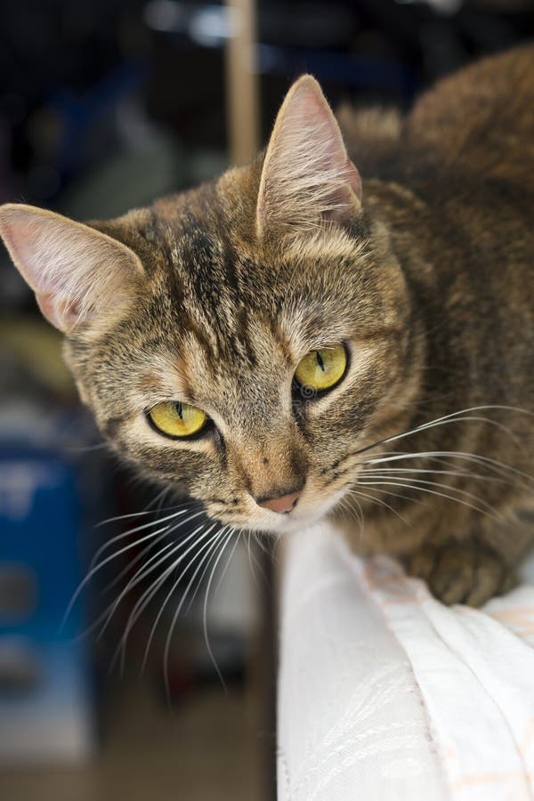 Vertical Portrait of a Pretty Cat with Nice Expressive Eyes Stock Photo ...
