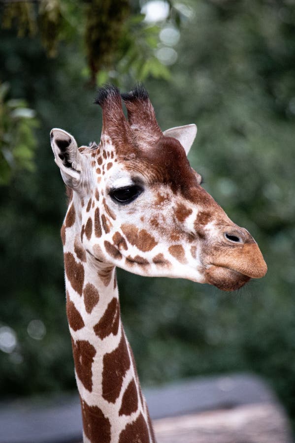 Vertical Portrait Shot of a Giraffe. Stock Image - Image of safari ...
