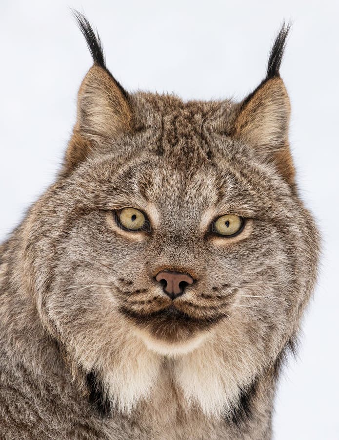 Vertical Portrait Shot of a Lynx in Snow. Stock Image - Image of ...