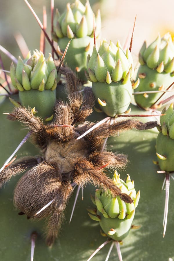 Tarantula on cactus stock photo. Image of eight, tarantulas - 83405184