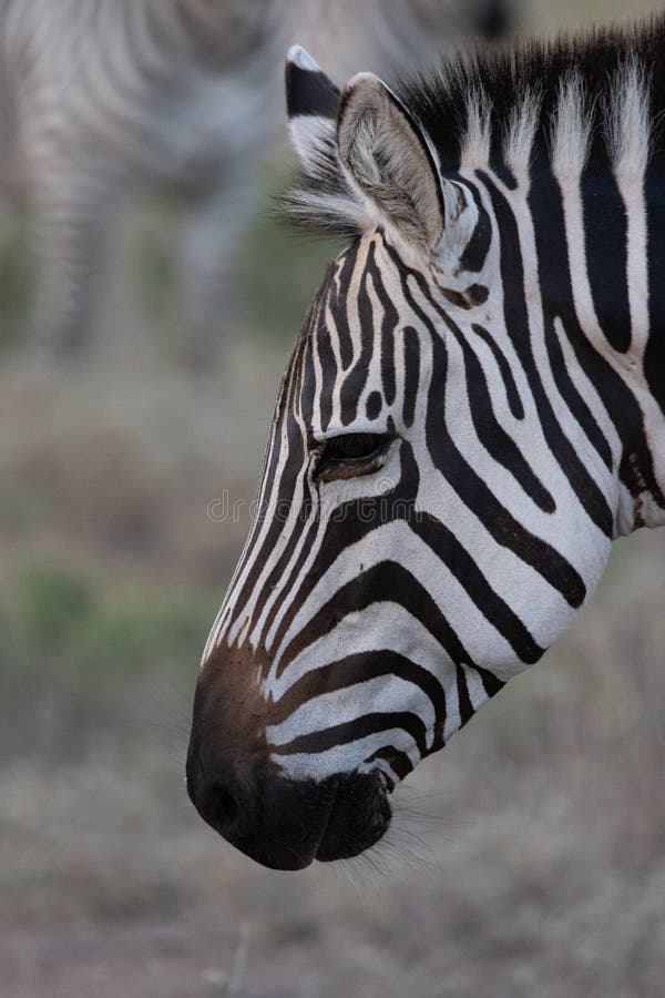 Vertical Portrait of a Zebra Stock Image - Image of portrait, look ...
