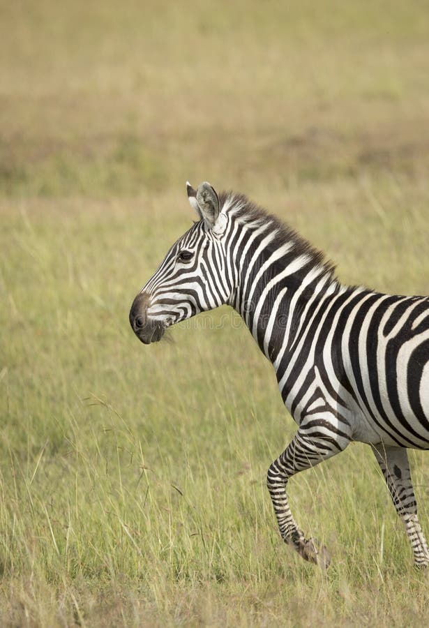 Vertical Portrait of a Zebra Walking in Grass Fields of Masai Mara in ...
