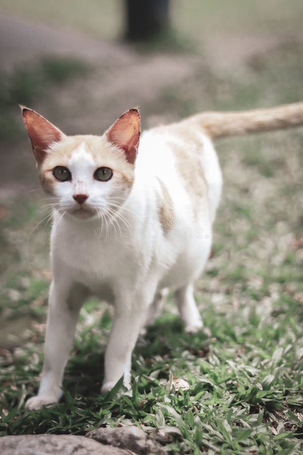 Vertical of a Pregnant Cat Walking Around Stock Image - Image of furry ...