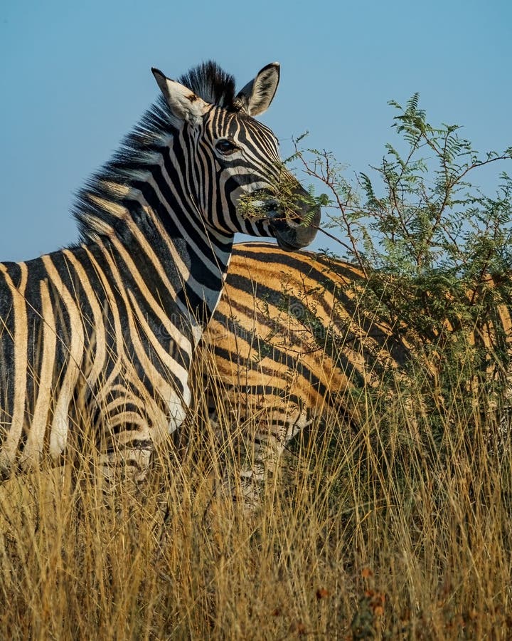 Vertical Profile View of a Zebra Standing in the Grass Under the Blue ...