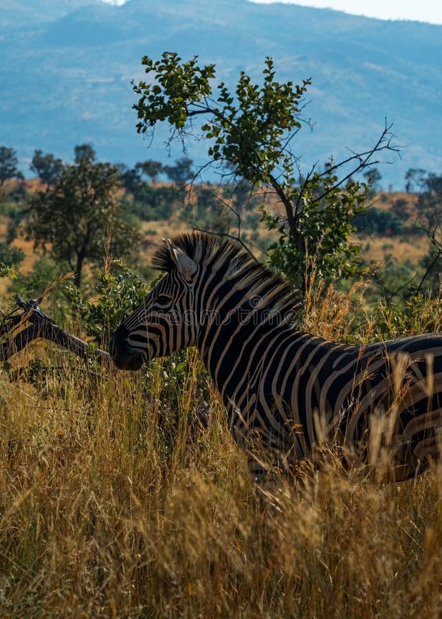 Vertical Profile View of a Zebra Standing in the Grass Under the Blue ...
