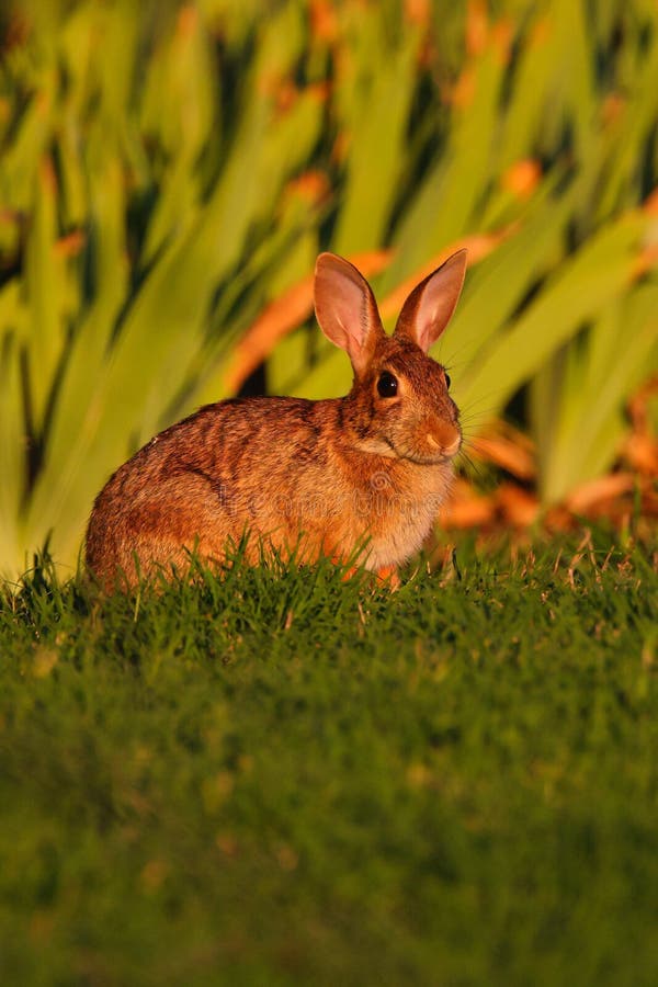 Vertical of a Rabbit Sitting on the Grass. Stock Photo - Image of ears ...