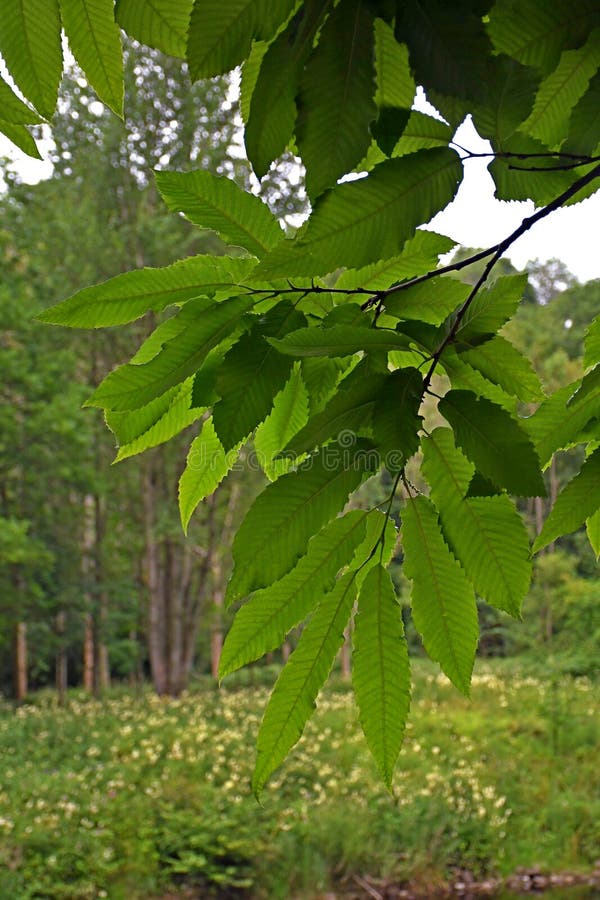 Vertical Rear-lit View of Leaves of the Chestnut Tree, Castanea Sativa ...