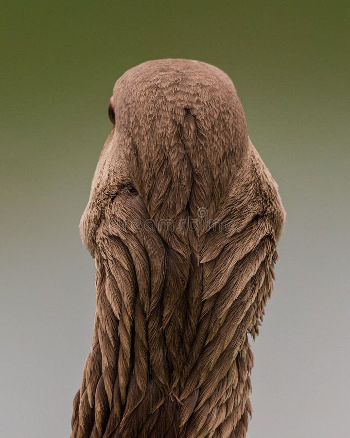Vertical Rear View of a Greylag Goose with Neck and Head on the Blurred ...