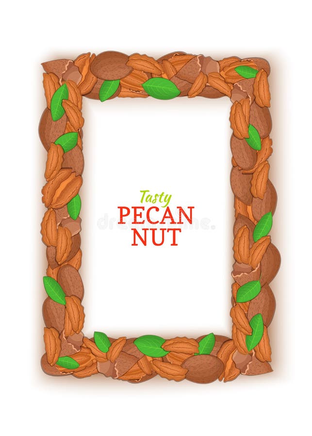 Pecan Nut Vertical Seamless Border. Vector Illustration with ...
