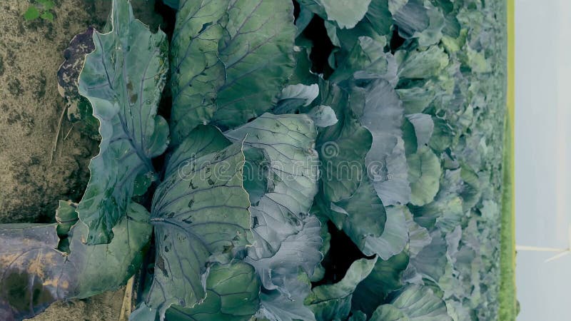 Vertical of a Red Cabbage Field in Dithmarschen, Germany Stock Footage ...