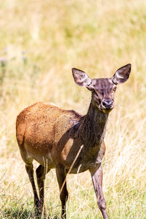 Vertical of a Red Deer, Cervus Elaphus in the Field Stock Image - Image ...