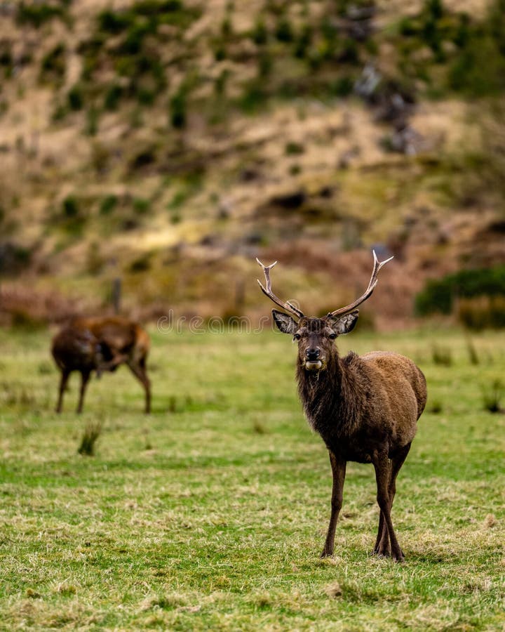 Vertical of a Red Deer in Glencoe, Scotland Stock Photo - Image of ...