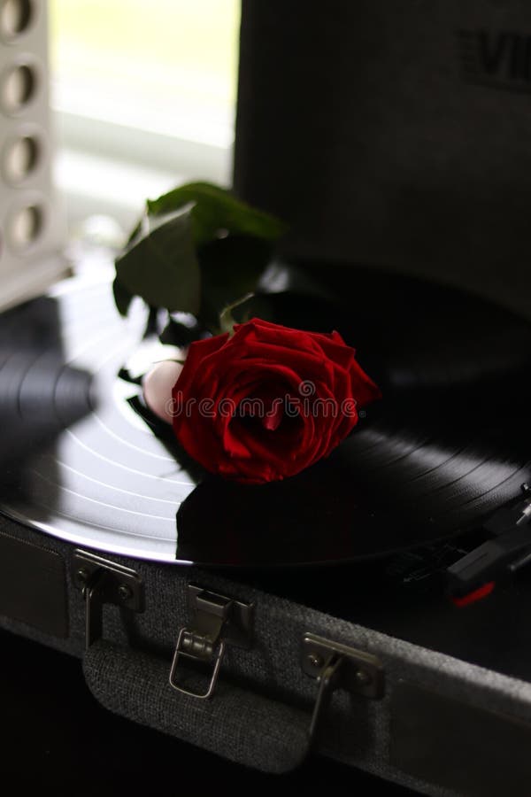 Vertical of a Red Rose on a Vinyl Record. Stock Image - Image of ...