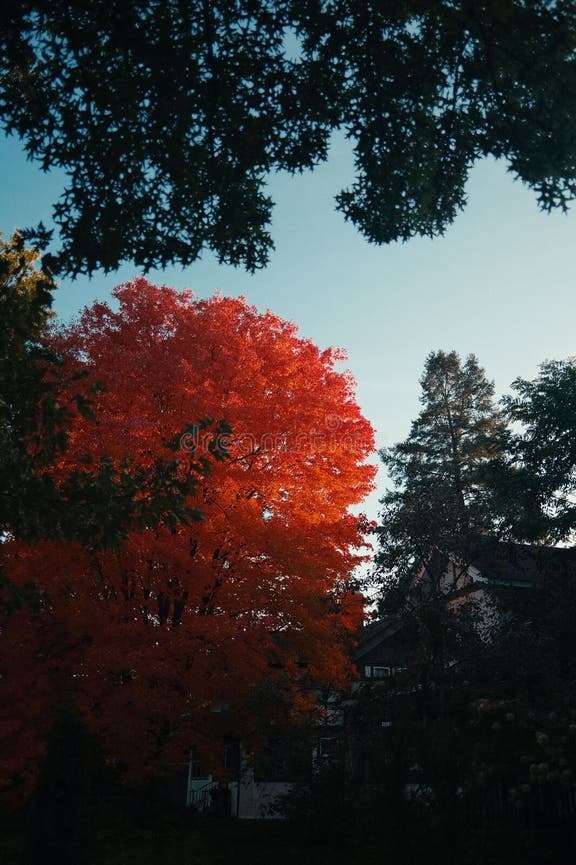 Vertical of a Red Tree among Green Trees in a Park Stock Photo - Image ...