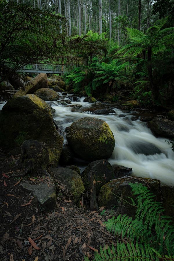 Vertical of a River Flowing through a Green Forest in Australia Stock ...