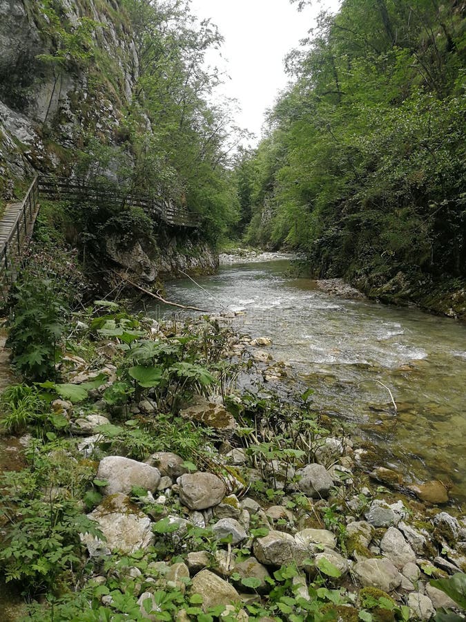 Vertical of the River Mali Rzav in Serbia Stock Photo - Image of trees ...