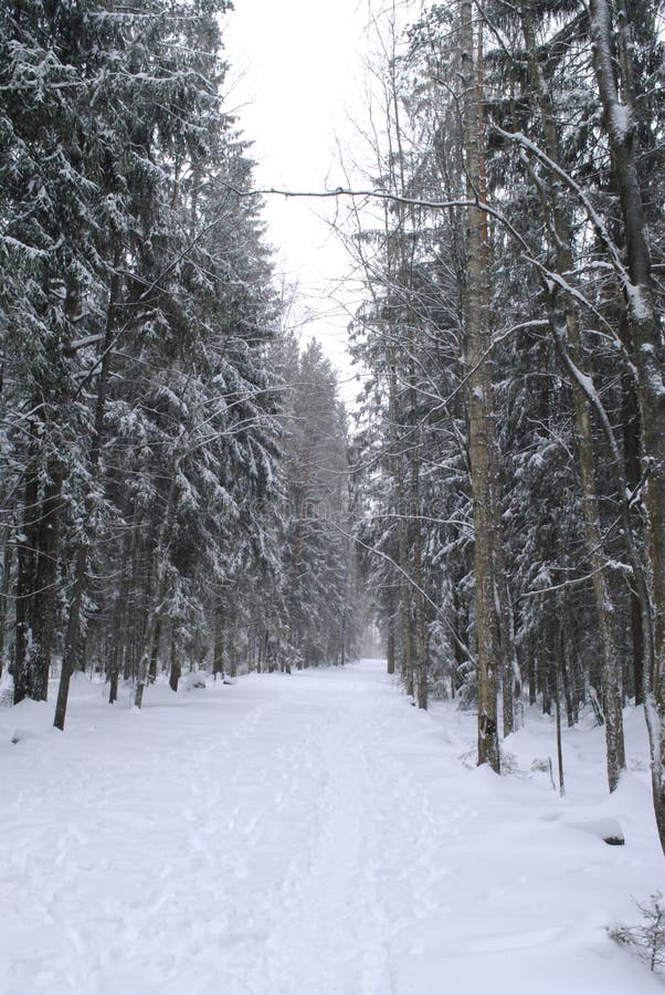 Vertical Road Forest Winter Stock Image - Image of plant, footwear ...