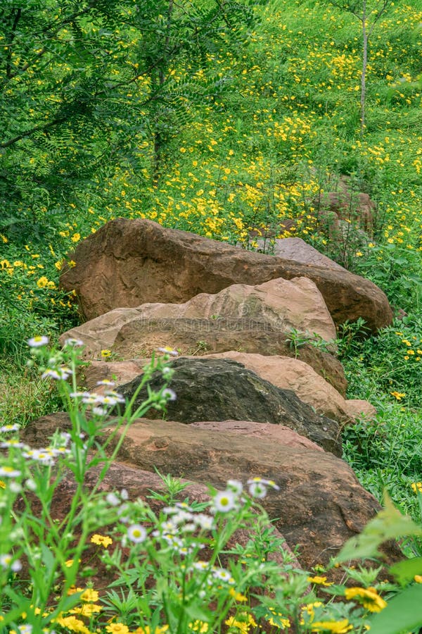 Vertical of Rocks in a Lance-leaved Coreopsis Field Stock Photo - Image ...