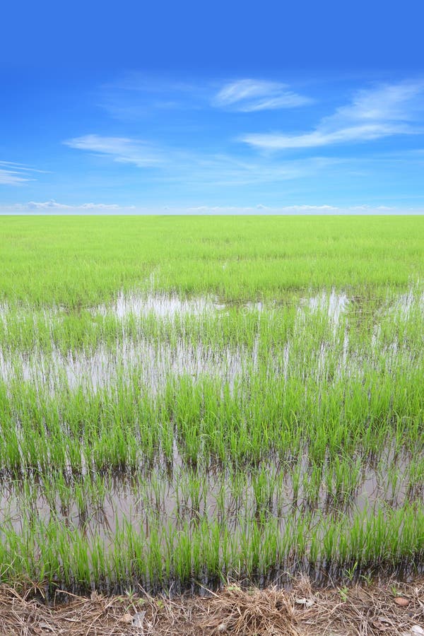 Vertical Row of Green Rice Field Stock Image - Image of farm, cloud ...