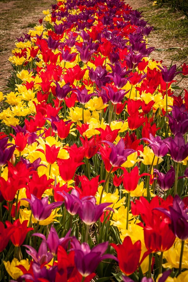 Vertical Row of Tulips stock photo. Image of spring, nature - 89482226