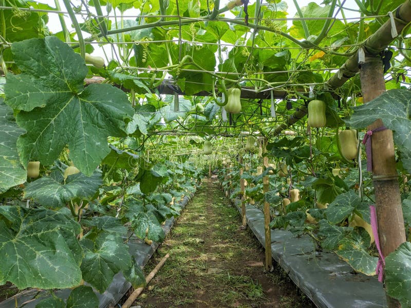 Vertical Rows of Butternut Squash Plants, Supported by a Bamboo ...