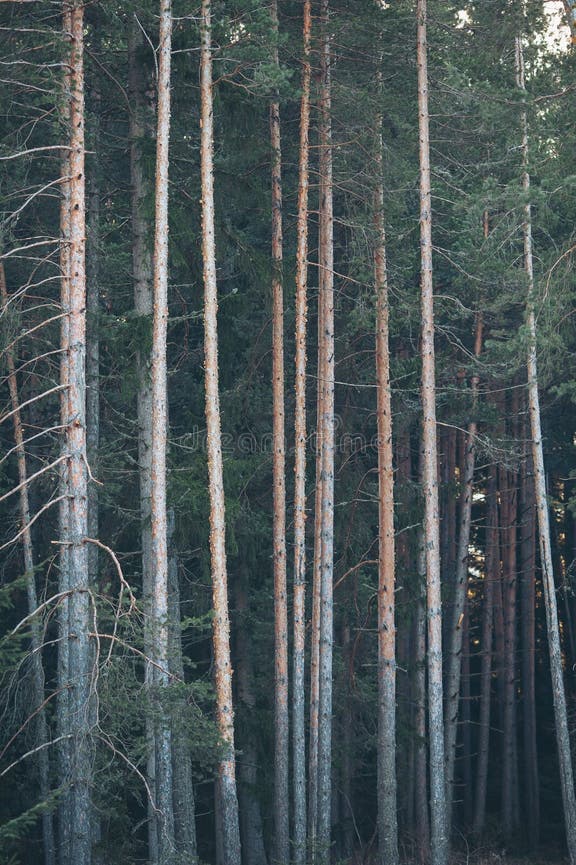Vertical Rows of Tall Pine Trees Create a Calming Atmosphere in the ...