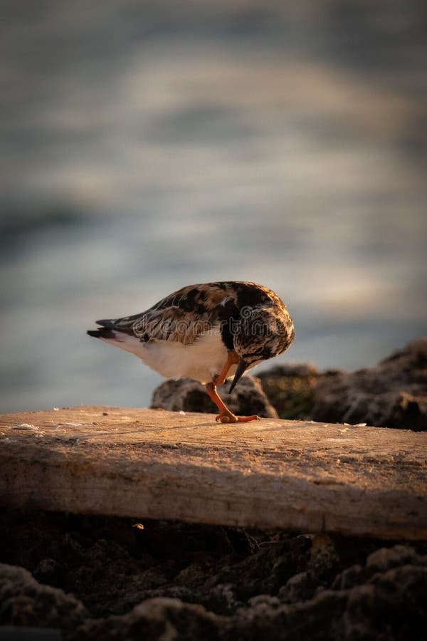 Vertical of a Ruddy Turnstone Bird Perched on a Wood Stick on a Beach ...