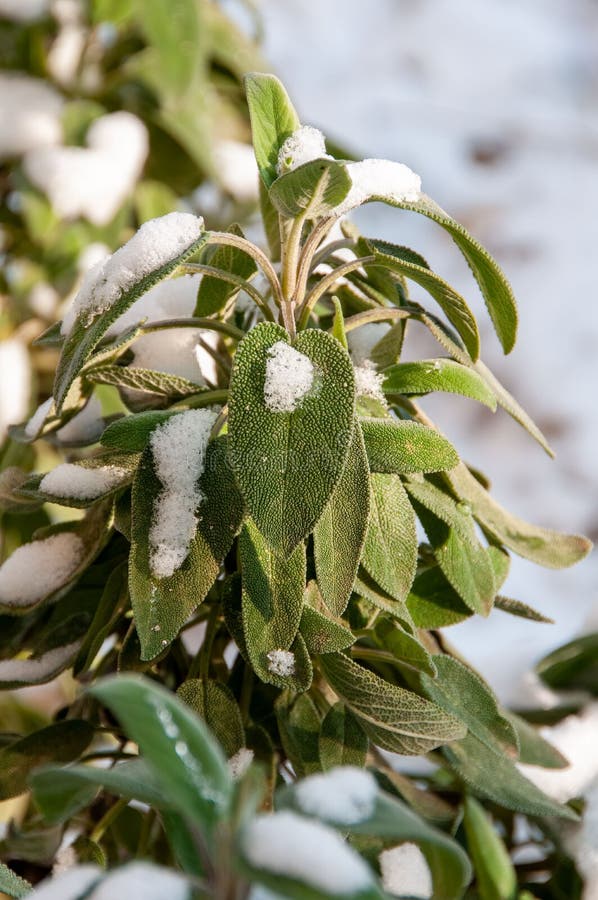 Sage and snow stock photo. Image of sage, meadows, autumn - 104452956
