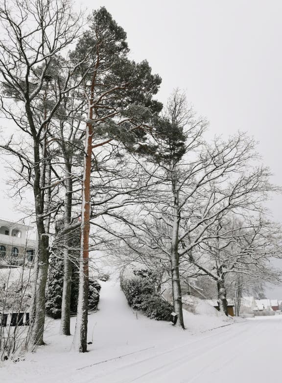Vertical Scenery of a Forest in Winter in Larvik, Norway Stock Image ...