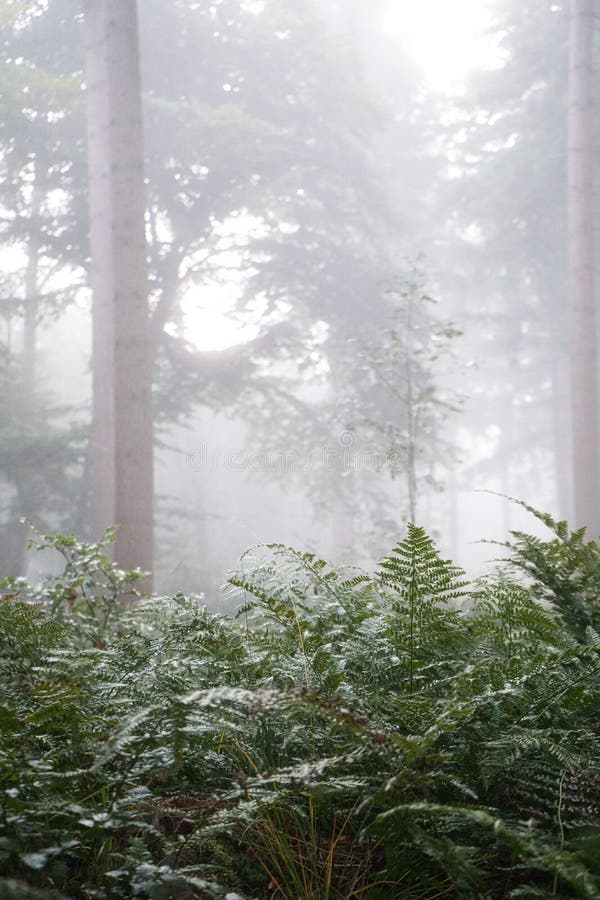 Vertical Scenery of a Misty Morning in the Forest with Lush Green ...