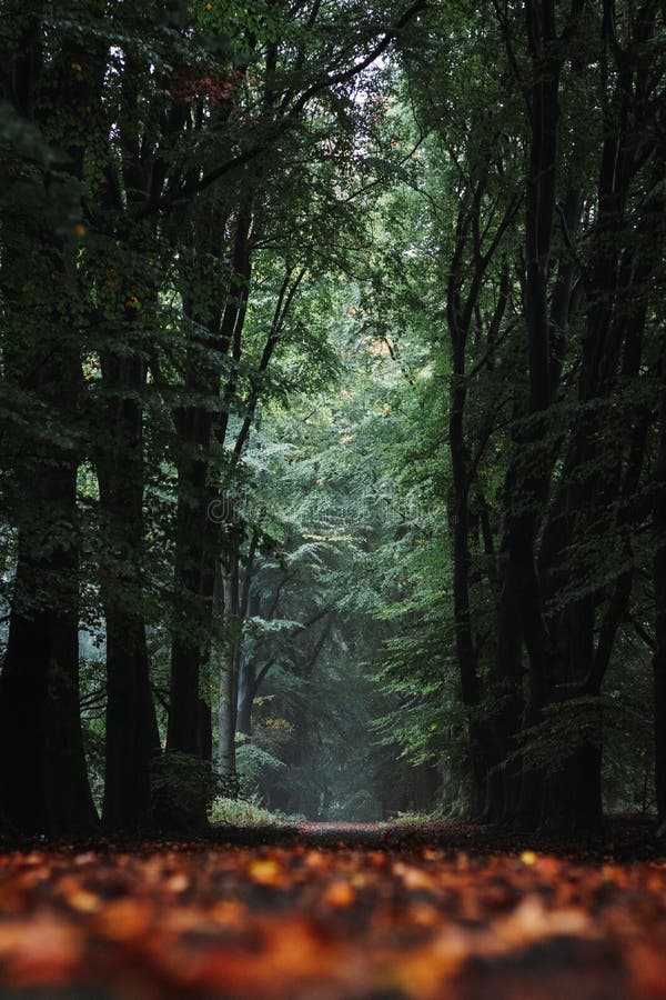 Vertical Scenery of a Path Surrounded by Beautiful Lush Green Trees ...