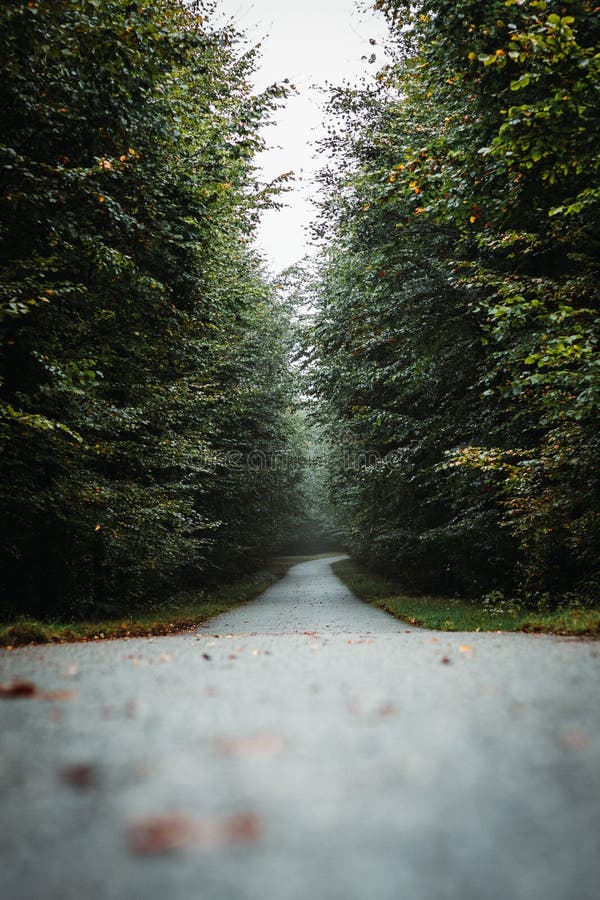 Vertical Scenery of a Path Surrounded by Beautiful Lush Green Trees ...