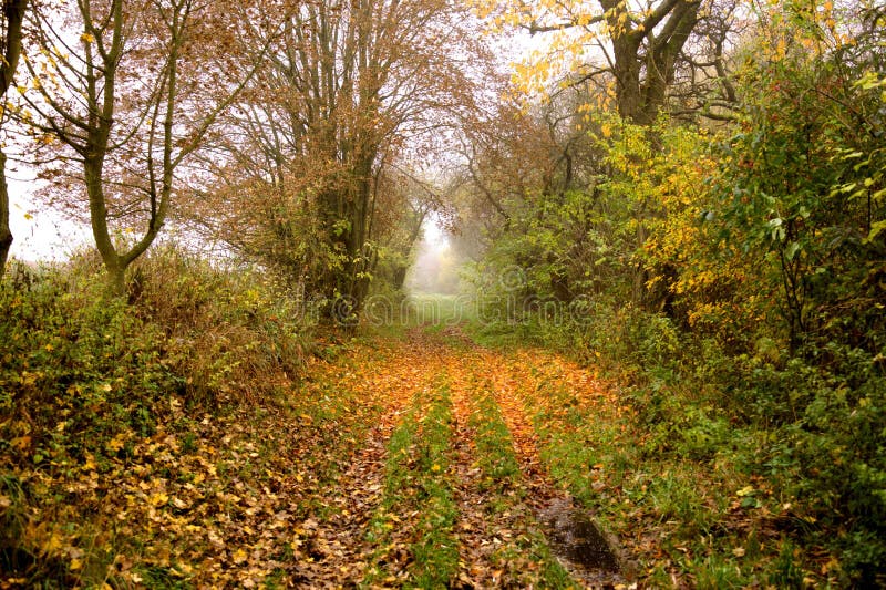 Vertical Scenery of a Path Surrounded by Beautiful Lush Green Trees ...