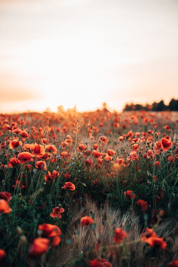 Vertical Scenic Shot of a Poppy Field during Beautiful Sunset Stock ...