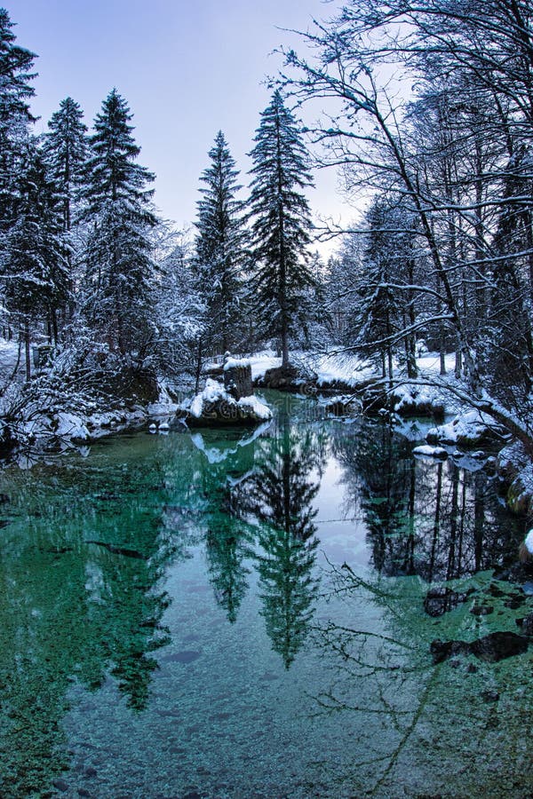 Vertical Scenic Shot of a River in a Winter Forest with the Reflection of Trees on Its Surface ...
