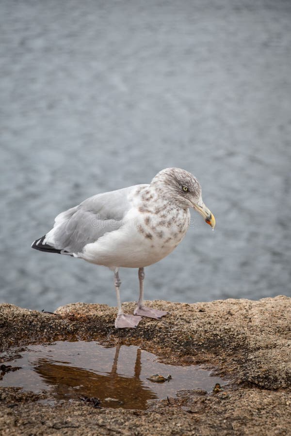 Vertical of a Seagull Drinking Water Along the Maine Coast. Stock Image ...