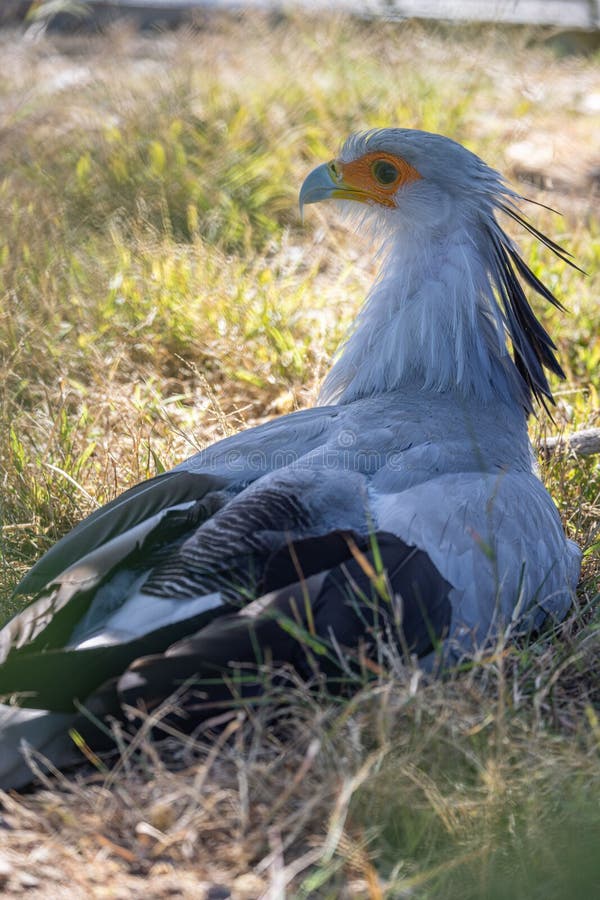 Vertical of a Secretary Bird in San Diego Zoo. Editorial Stock Photo ...