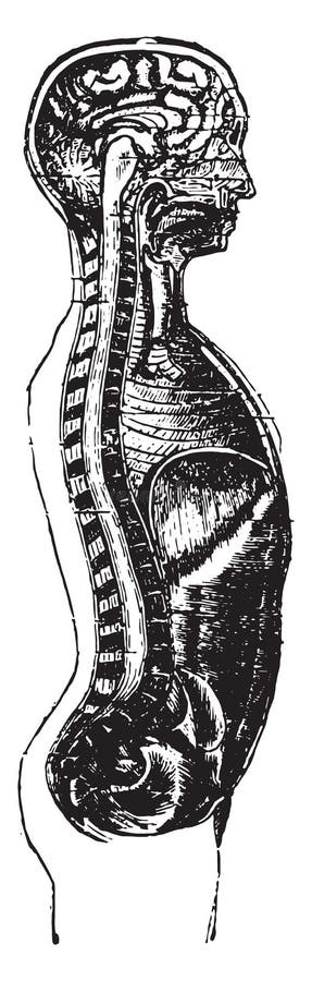 Vertical Section Human Brain Stock Illustrations – 20 Vertical Section ...