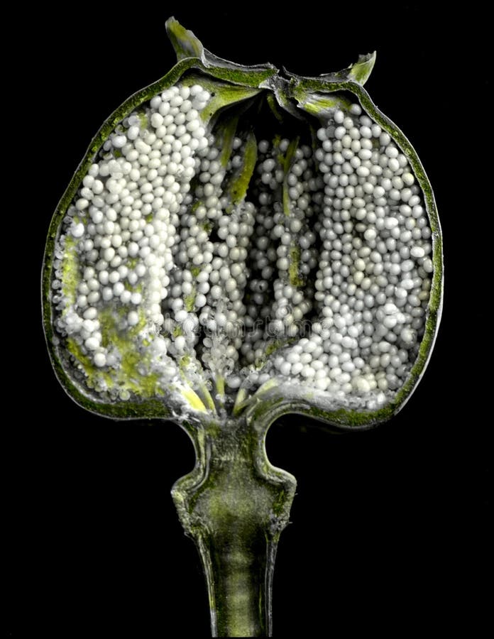 Vertical Section Of Poppy Capsule Picture. Image: 221409328